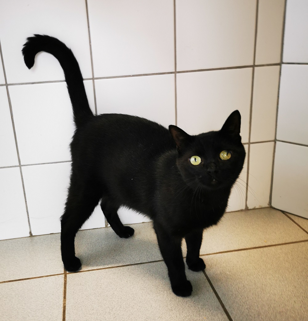 Animaux à adopter | SVPA